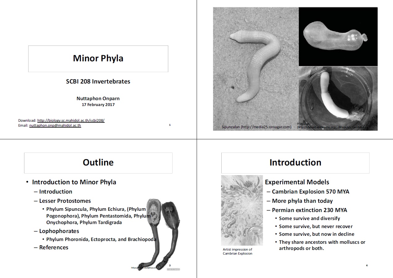 SCBI 208 Invertebrate Zoology – Department of Biology MU