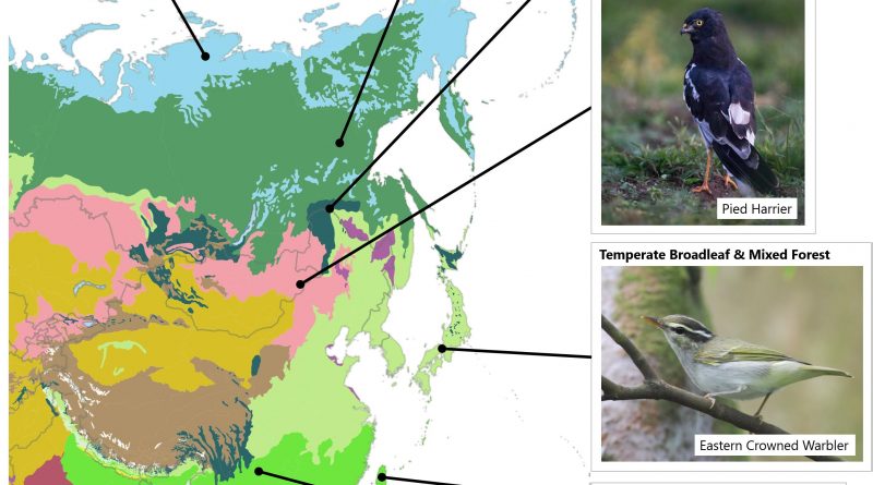 Highlight Activities 2021:The state of migratory landbirds in the East ...