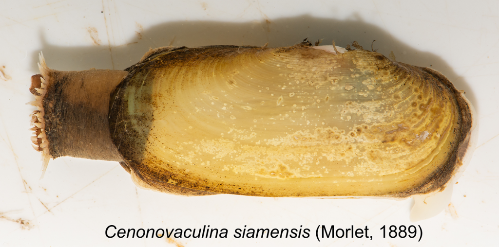 Highlight Activities 2024: Molecular phylogeny reveals Cenonovaculina ...
